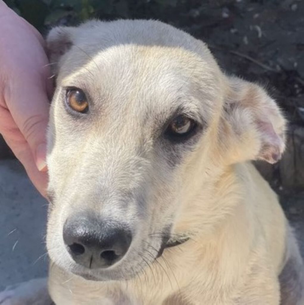 Mischling Rena hat endlich ein Zuhause - SALVA Hundehilfe e.V.