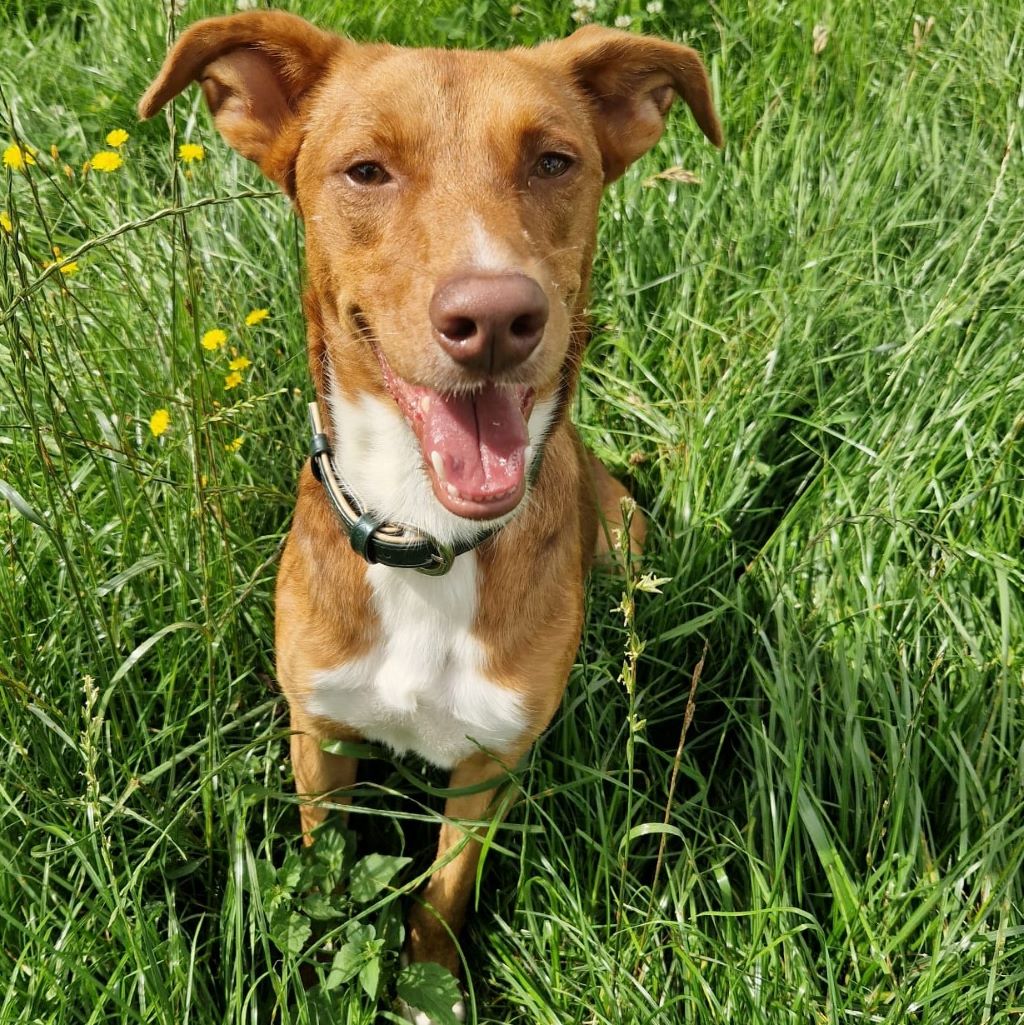 Podenco Mischling Hudson hat ein Zuhause gefunden! - SALVA Hundehilfe e.V.