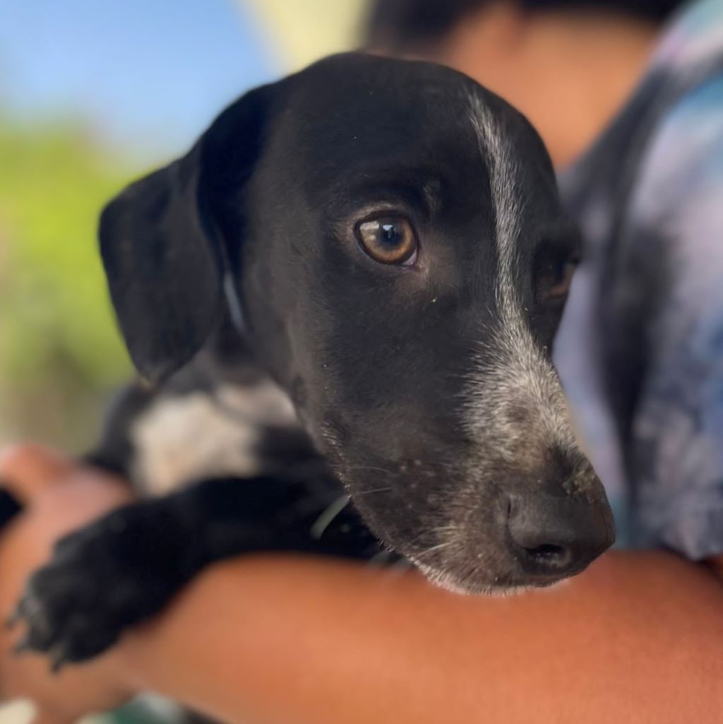 Podenco Maneto Mischling Milo hat ein Zuhause - SALVA Hundehilfe e.V.