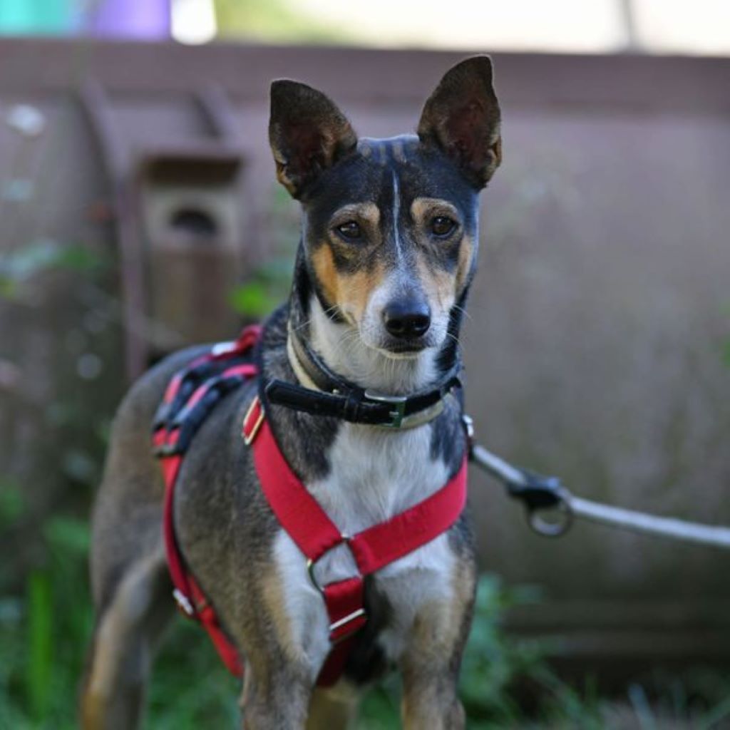 Podenco Mischling Lilly hat ein Zuhause gefunden! - SALVA Hundehilfe e.V.