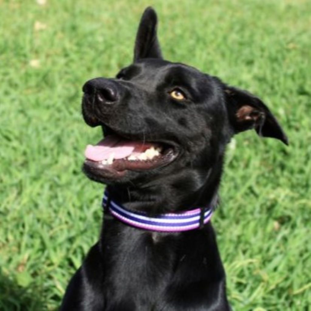 Mischling Timo sucht ein Zuhause - SALVA Hundehilfe e.V.