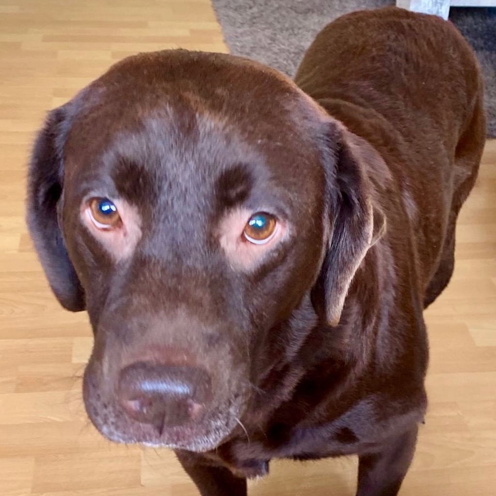 Labrador Retriever Lilly hat ein Zuhause - SALVA Hundehilfe e.V.