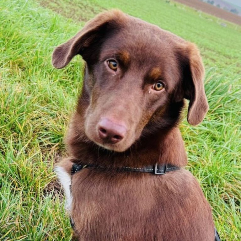 Australian Shepherd Labrador Mischling Tuyu hat ein Zuhause - SALVA ...