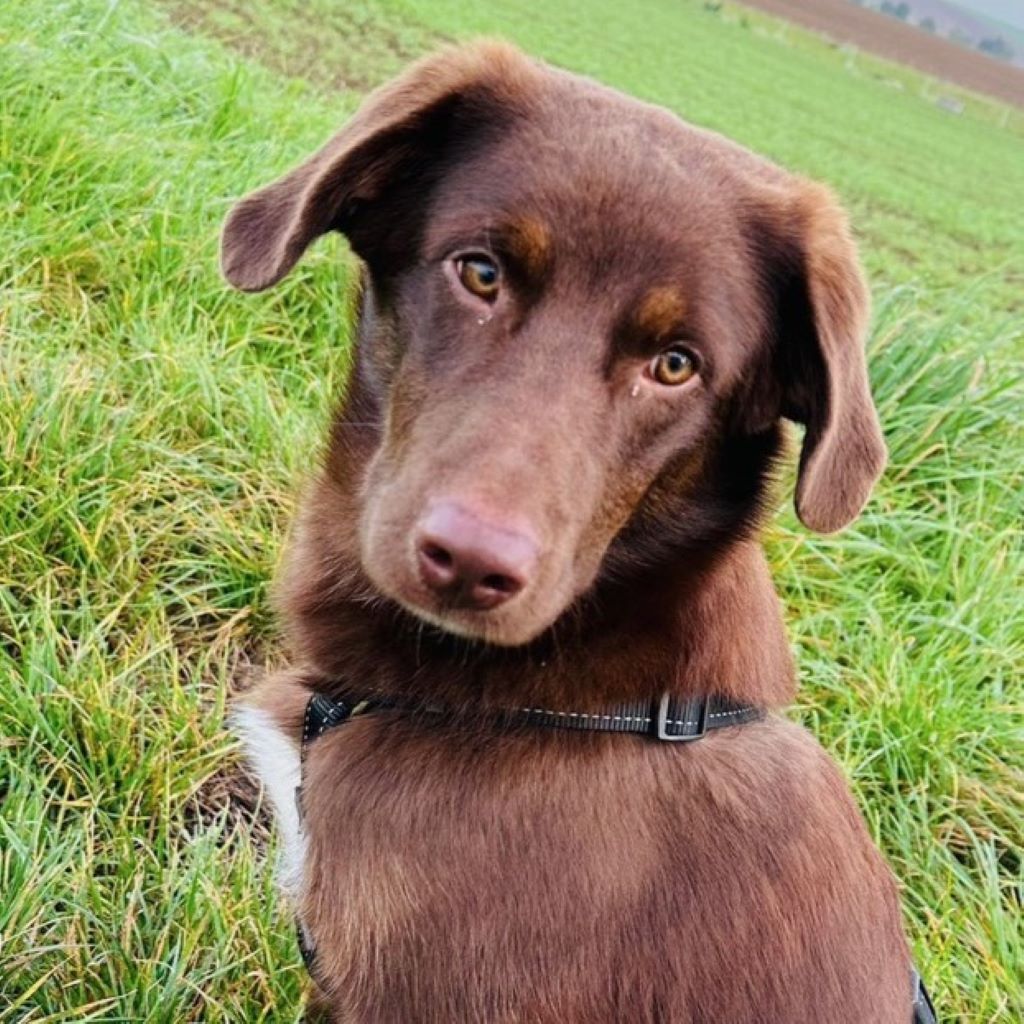 Australian Shepherd Labrador Mischling Tuyu hat ein Zuhause - SALVA ...
