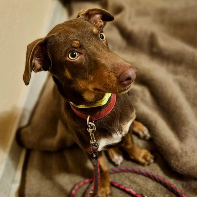 Podenco Maneto Bruno hat ein Zuhause - SALVA Hundehilfe e.V.