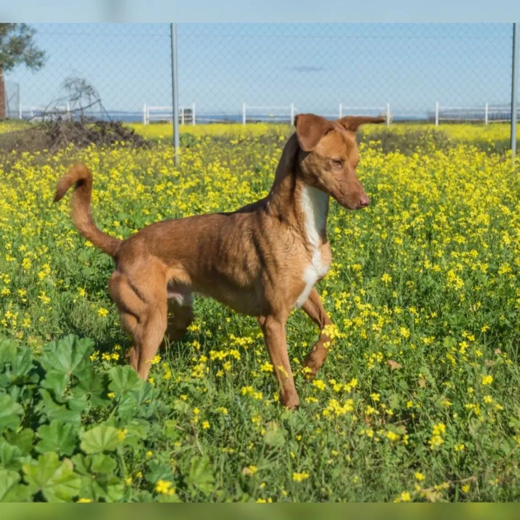 Podenco Mischling Lucky hat endlich ein Zuhause - SALVA Hundehilfe e.V.