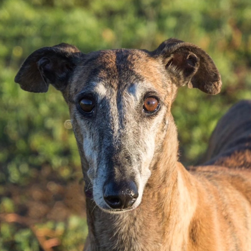 Galgo Ventolera sucht ein Zuhause - SALVA Hundehilfe e.V.