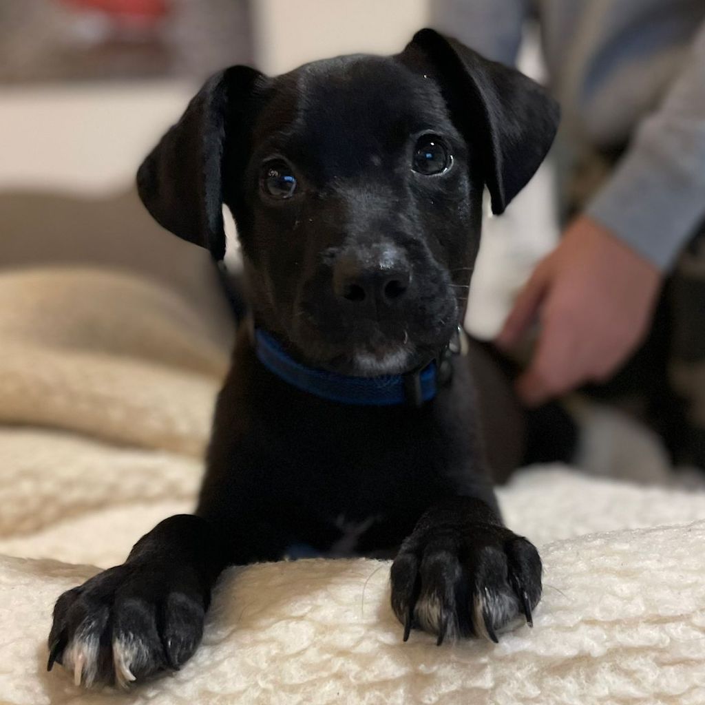 Labrador Pinscher Mischling Bella hat ein Zuhause - SALVA Hundehilfe e.V.