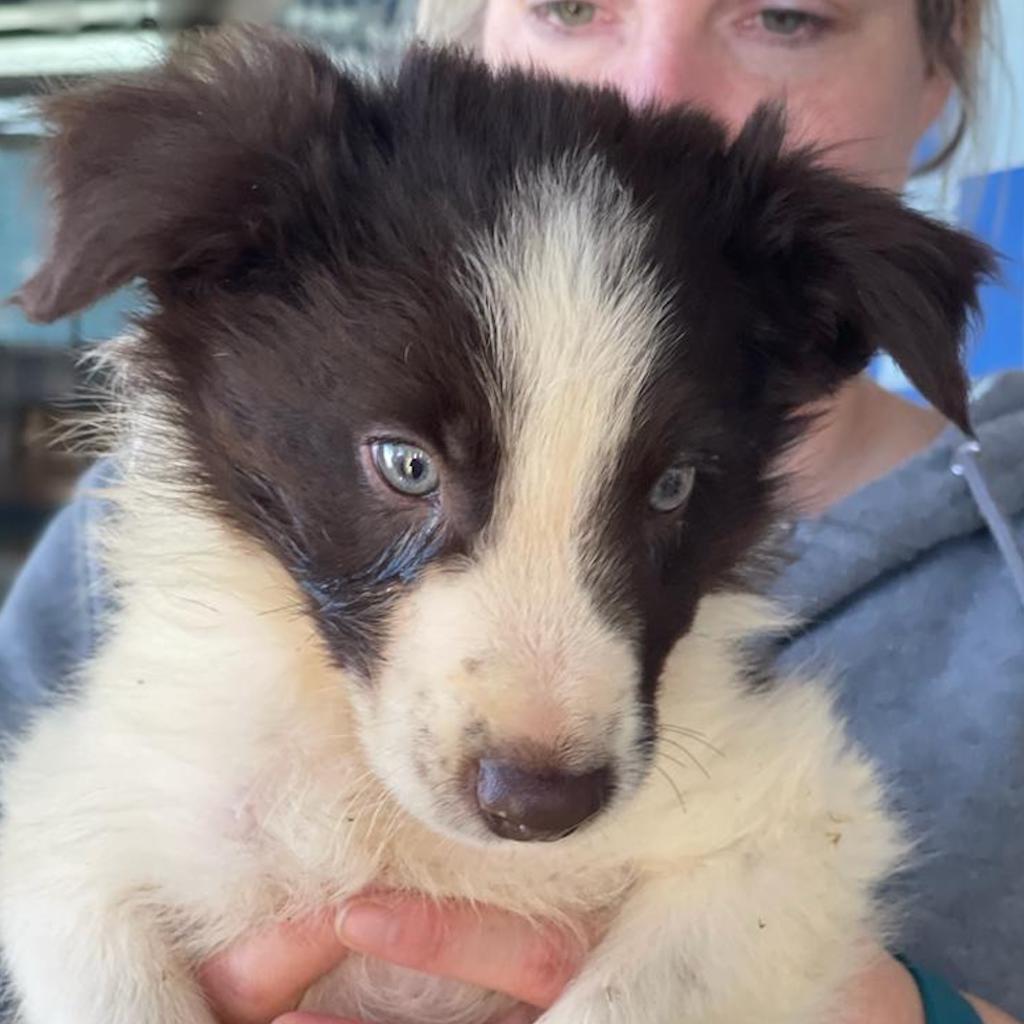 Border Collie Nicholas hat ein Zuhause - SALVA Hundehilfe e.V.