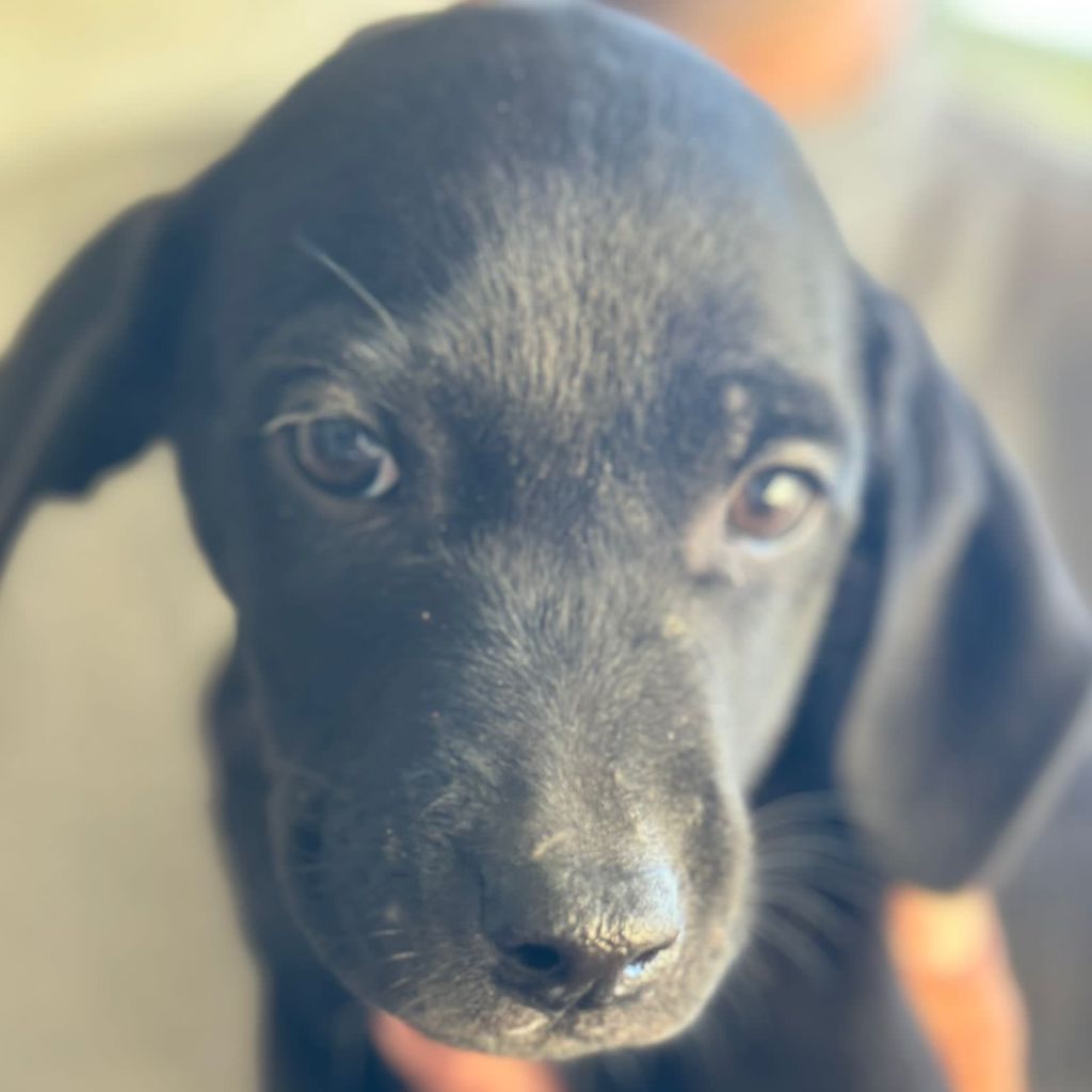 Labrador Podenco Mischling Frodo hat endlich ein Zuhause - SALVA ...