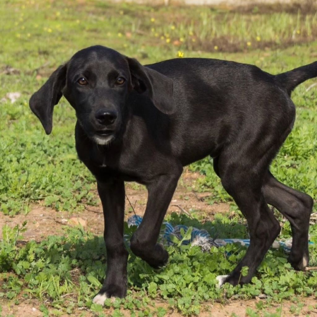 Labrador Mischling Terry hat endlich ein Zuhause - SALVA Hundehilfe e.V.