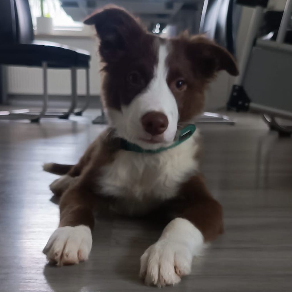 Border Collie Aiden hat ein Zuhause gefunden! - SALVA Hundehilfe e.V.