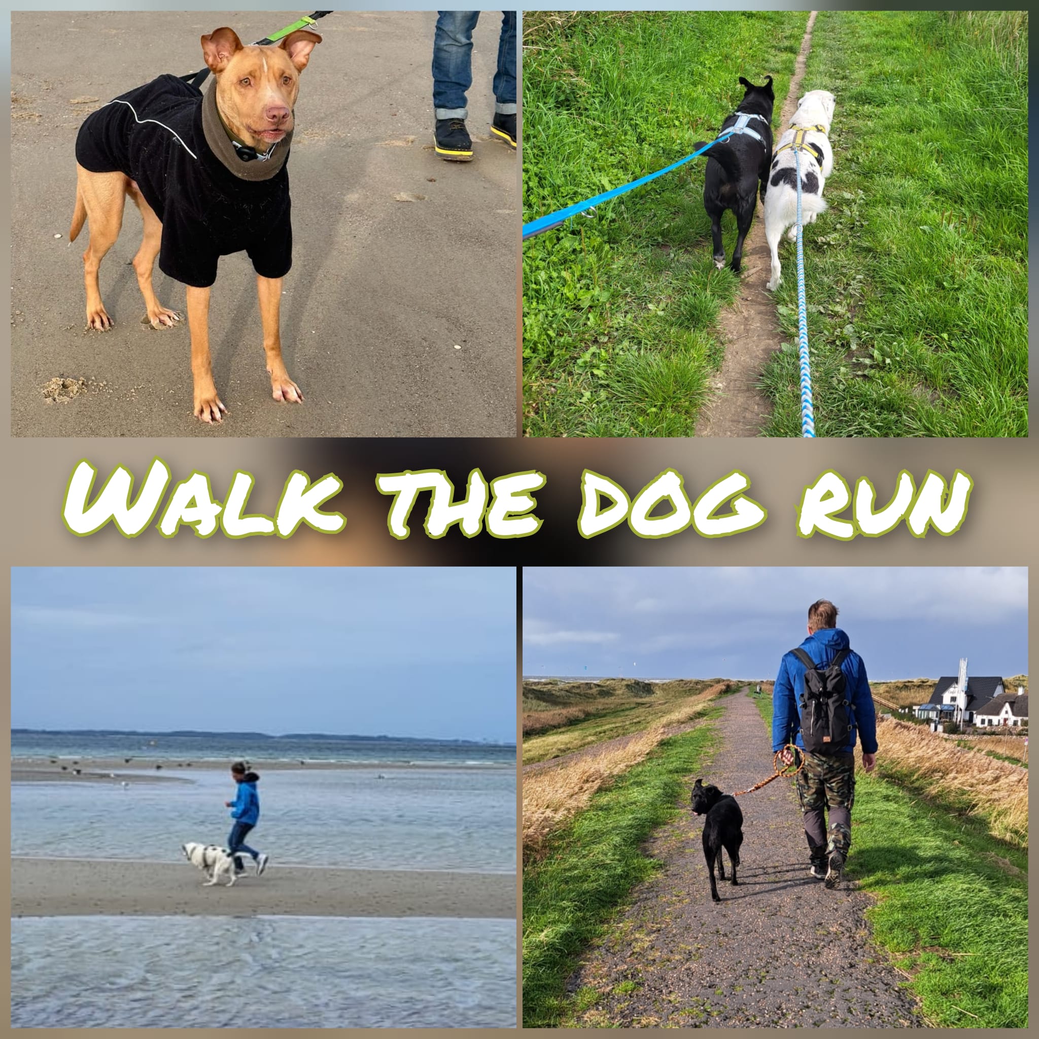Walk the Dog Run 2024 Laufen macht glücklich! - SALVA Hundehilfe e.V.