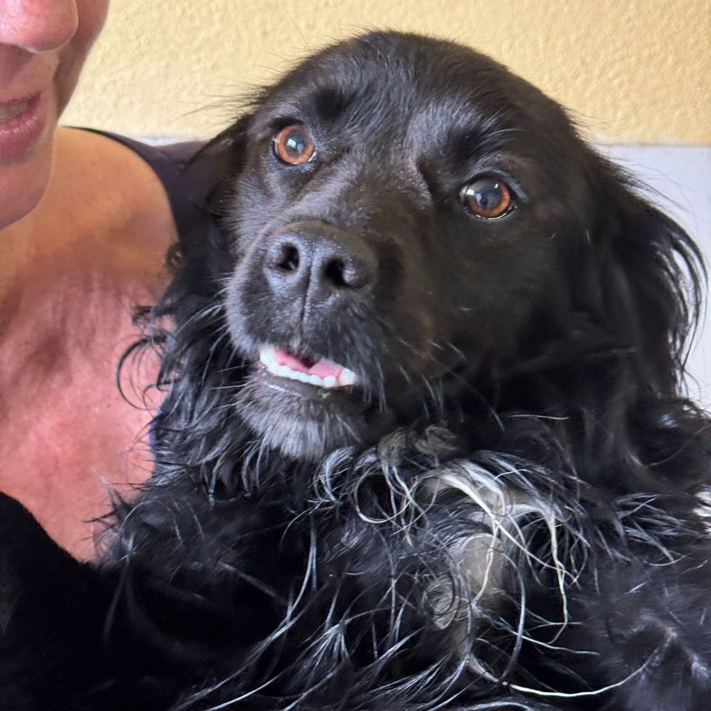 Epagneul Breton Mischling Milo hat endlich ein Zuhause - SALVA ...