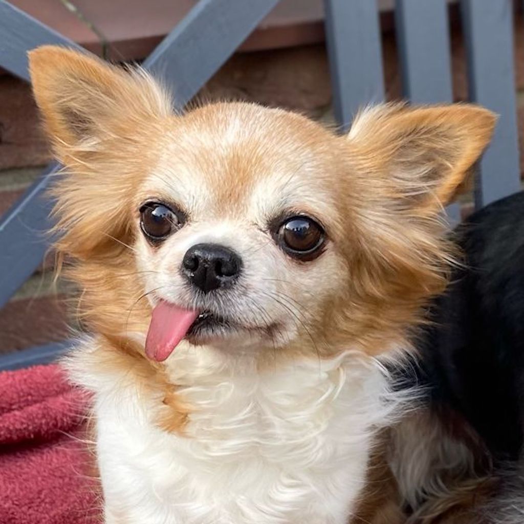 Chihuahua Synah hat endlich ein Zuhause - SALVA Hundehilfe e.V.