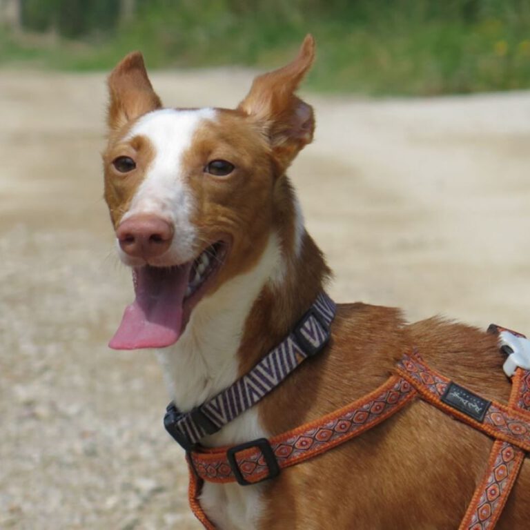 Podenco Mischling Desi hat endlich ein Zuhause - SALVA Hundehilfe e.V.