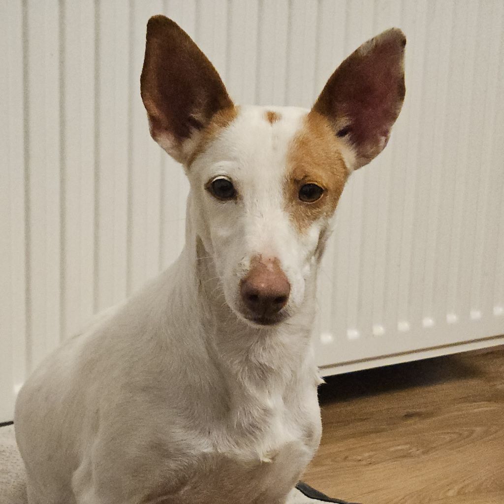 Podenco Maneto Josie hat endlich ein Zuhause - SALVA Hundehilfe e.V.