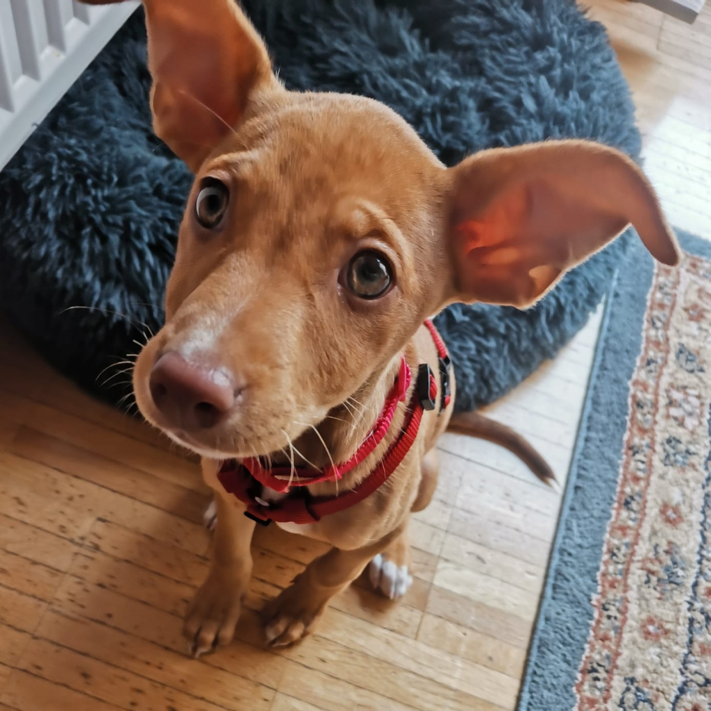 Podenco Mischling Louise hat nun ein Zuhause - SALVA Hundehilfe e.V.