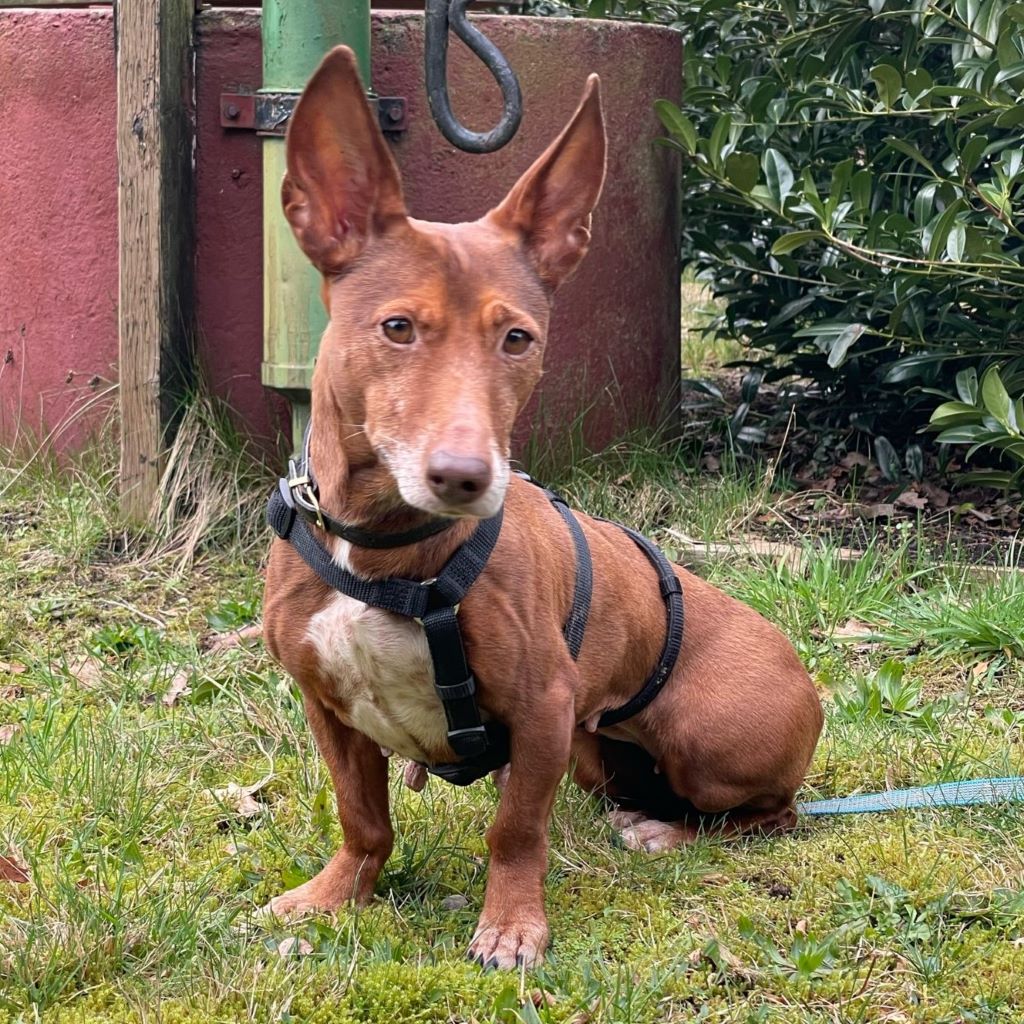 Podenco Maneto Luna hat endlich ein Zuhause - SALVA Hundehilfe e.V.