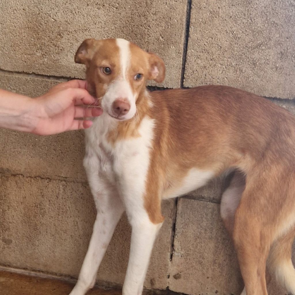 Podenco Mischling Uma hat endlich ein Zuhause - SALVA Hundehilfe e.V.