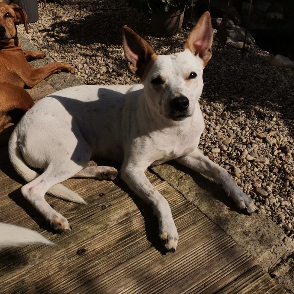 Podenco Mischling Cherry hat endlich ein Zuhause - SALVA Hundehilfe e.V.