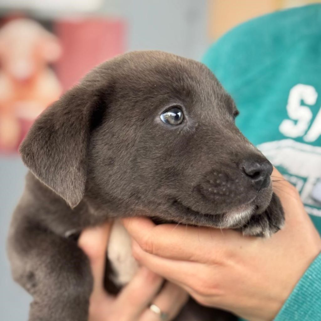 Labrador Mischling Blue hat endlich ein Zuhause - SALVA Hundehilfe e.V.