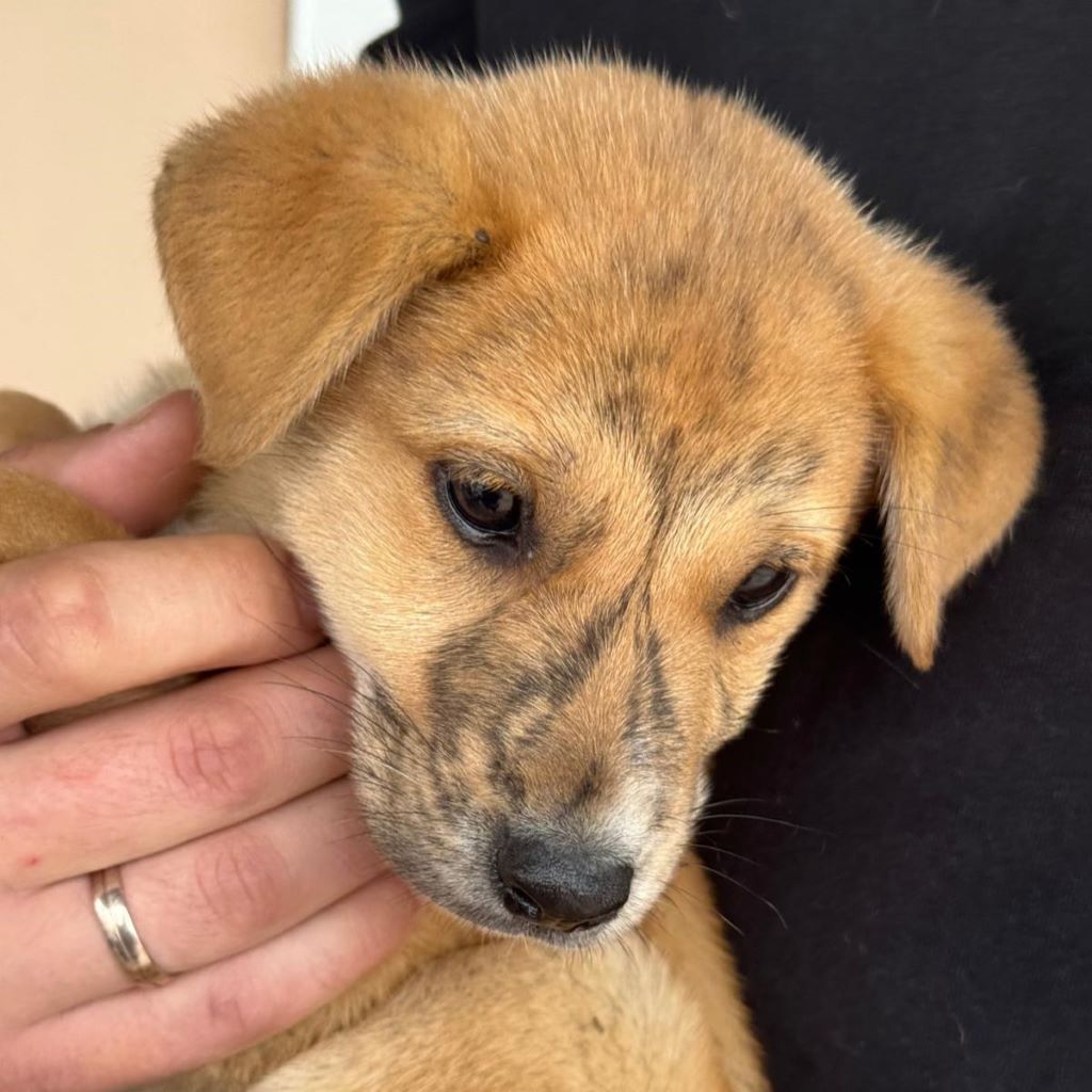 Labrador Mischling Caramelo hat endlich ein Zuhause - SALVA Hundehilfe e.V.