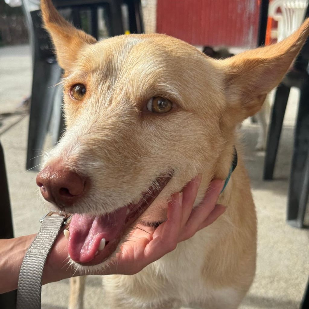 Podenco Mischling Koda hat endlich ein Zuhause - SALVA Hundehilfe e.V.