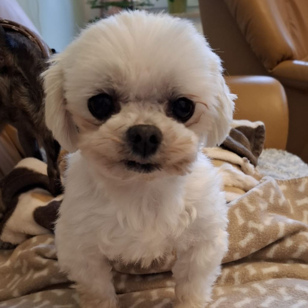 Malteser Aclif hat jetzt ein Zuhause - SALVA Hundehilfe e.V.