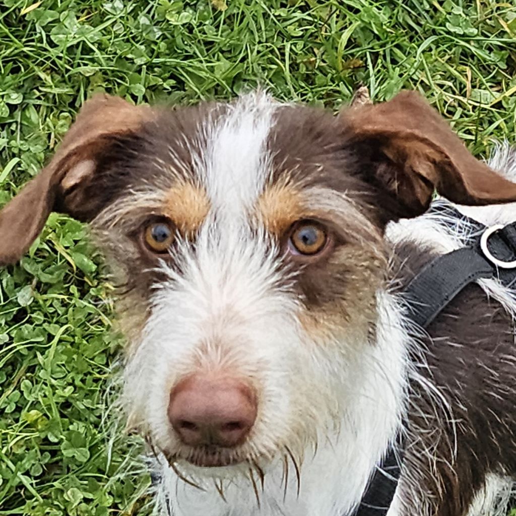 Podenco Mischling Rey hat endlich ein Zuhause - SALVA Hundehilfe e.V.
