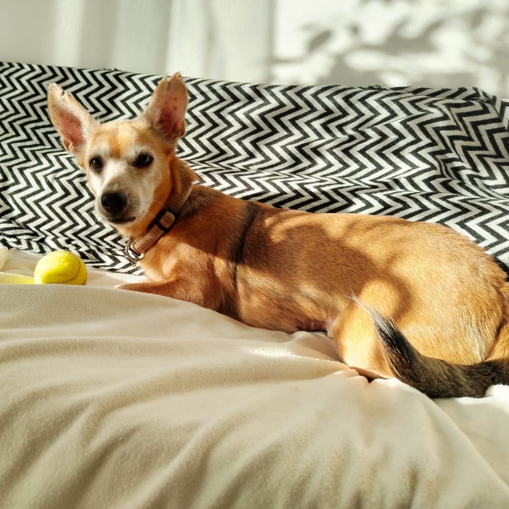 Podenco Lola hat endlich ein Zuhause - SALVA Hundehilfe e.V.