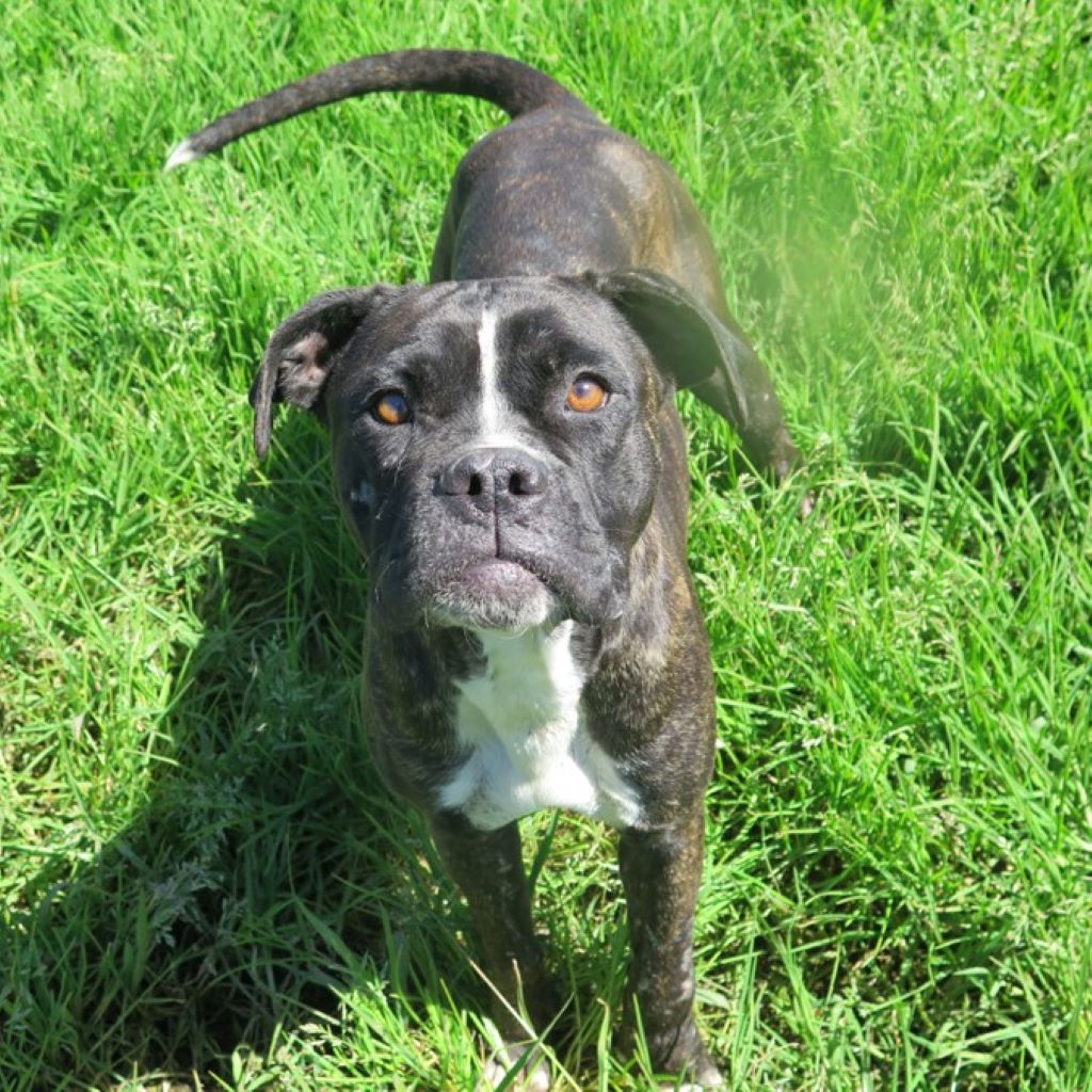 Boxer Mischling Astrid hat endlich ein Zuhause - SALVA Hundehilfe e.V.