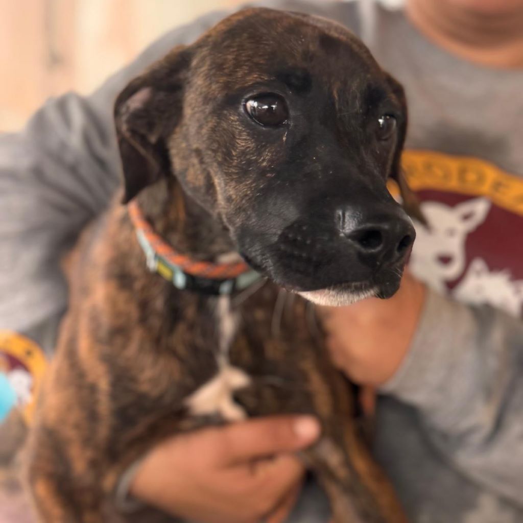 Boxer Mischling Boris hat endlich ein Zuhause - SALVA Hundehilfe e.V.