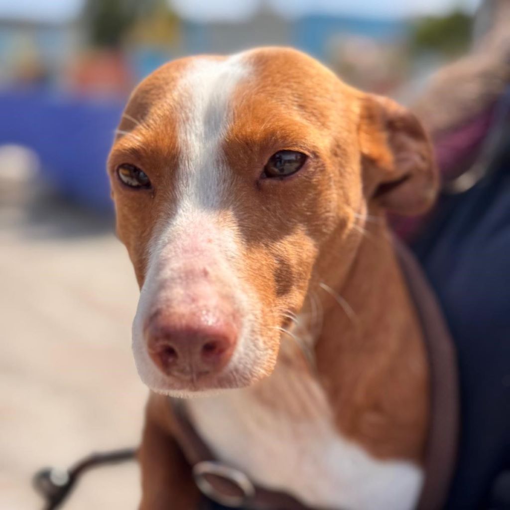 Podenco Maneto Caretto hat endlich ein Zuhause - SALVA Hundehilfe e.V.