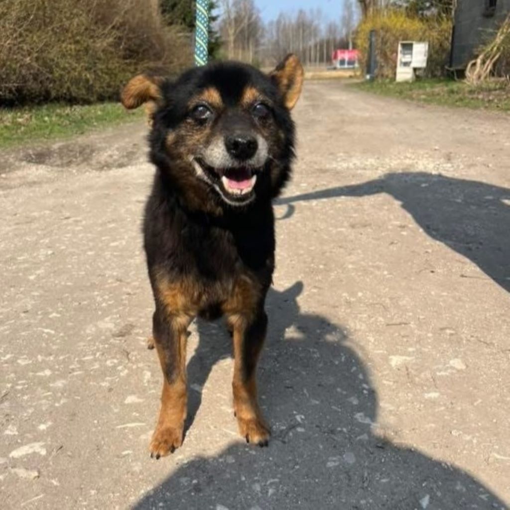 Mischling Smerfús hat endlich ein Zuhause - SALVA Hundehilfe e.V.