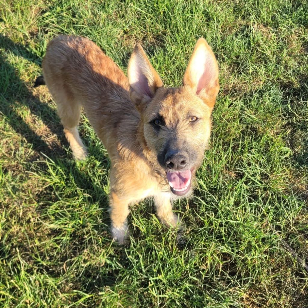Podenco Mischling Klint hat endlich ein Zuhause - SALVA Hundehilfe e.V.