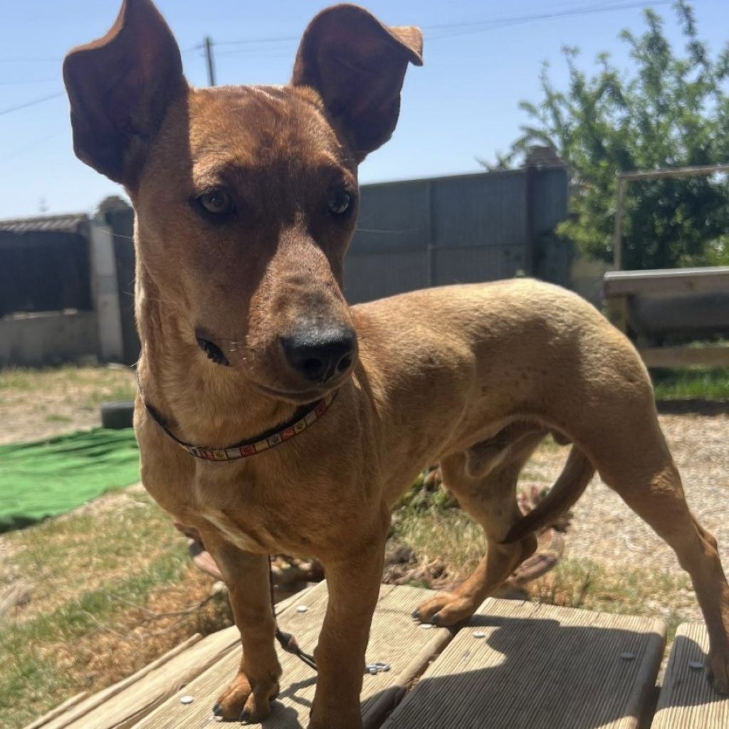 Podenco Maneto Mischling Bimbo hat endlich ein Zuhause - SALVA ...