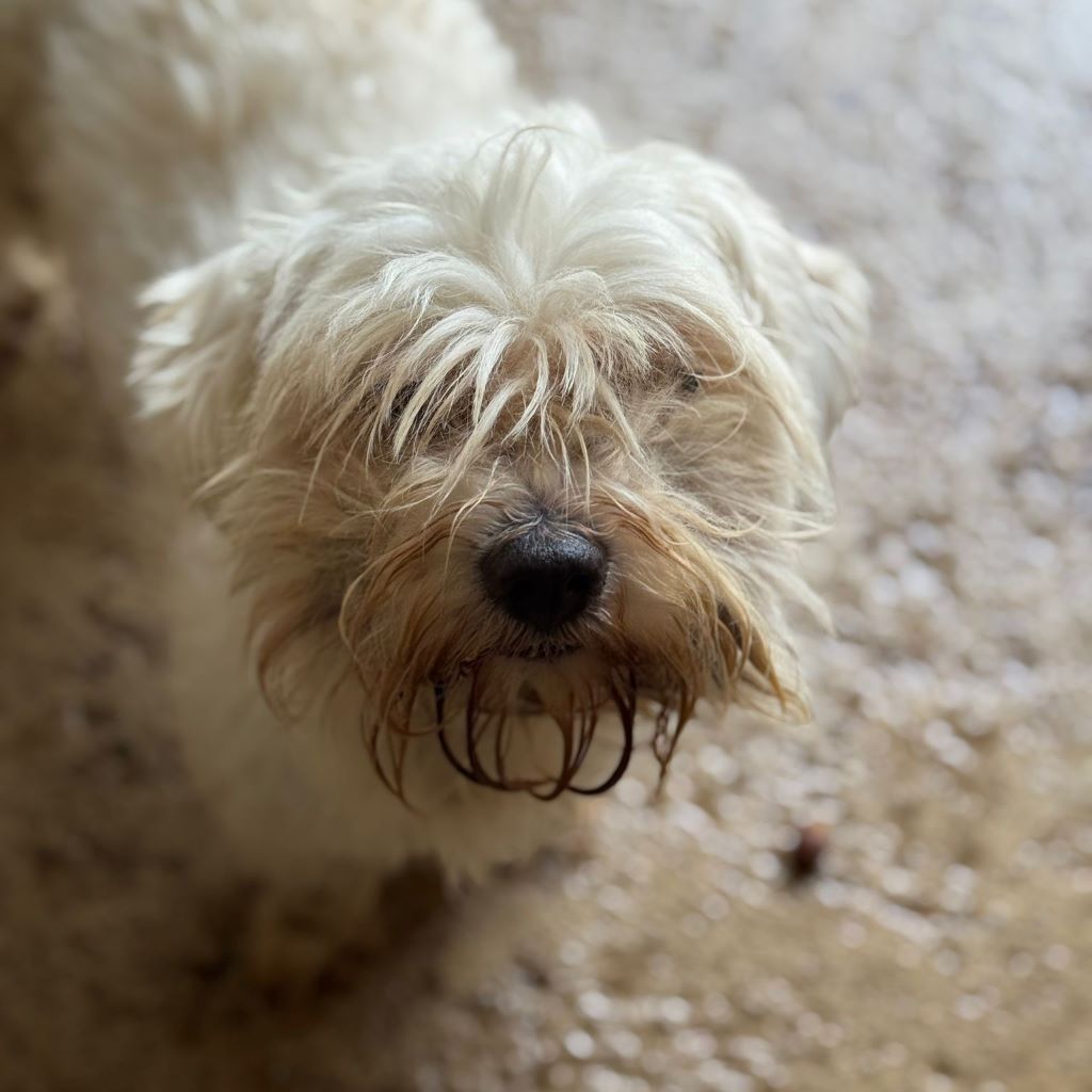 Malteser Chispa hat endlich ein Zuhause - SALVA Hundehilfe e.V.
