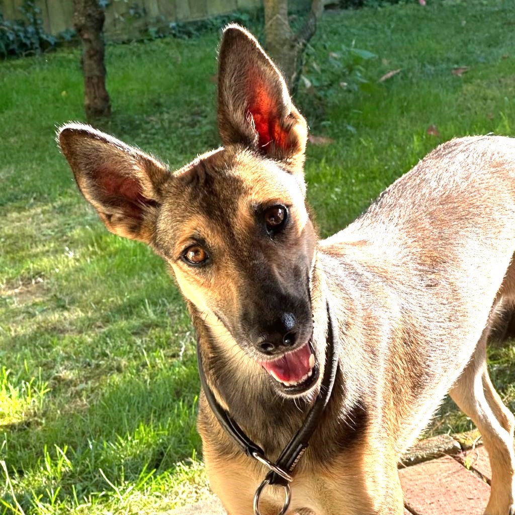 Mischling Lolita hat endlich ein Zuhause - SALVA Hundehilfe e.V.