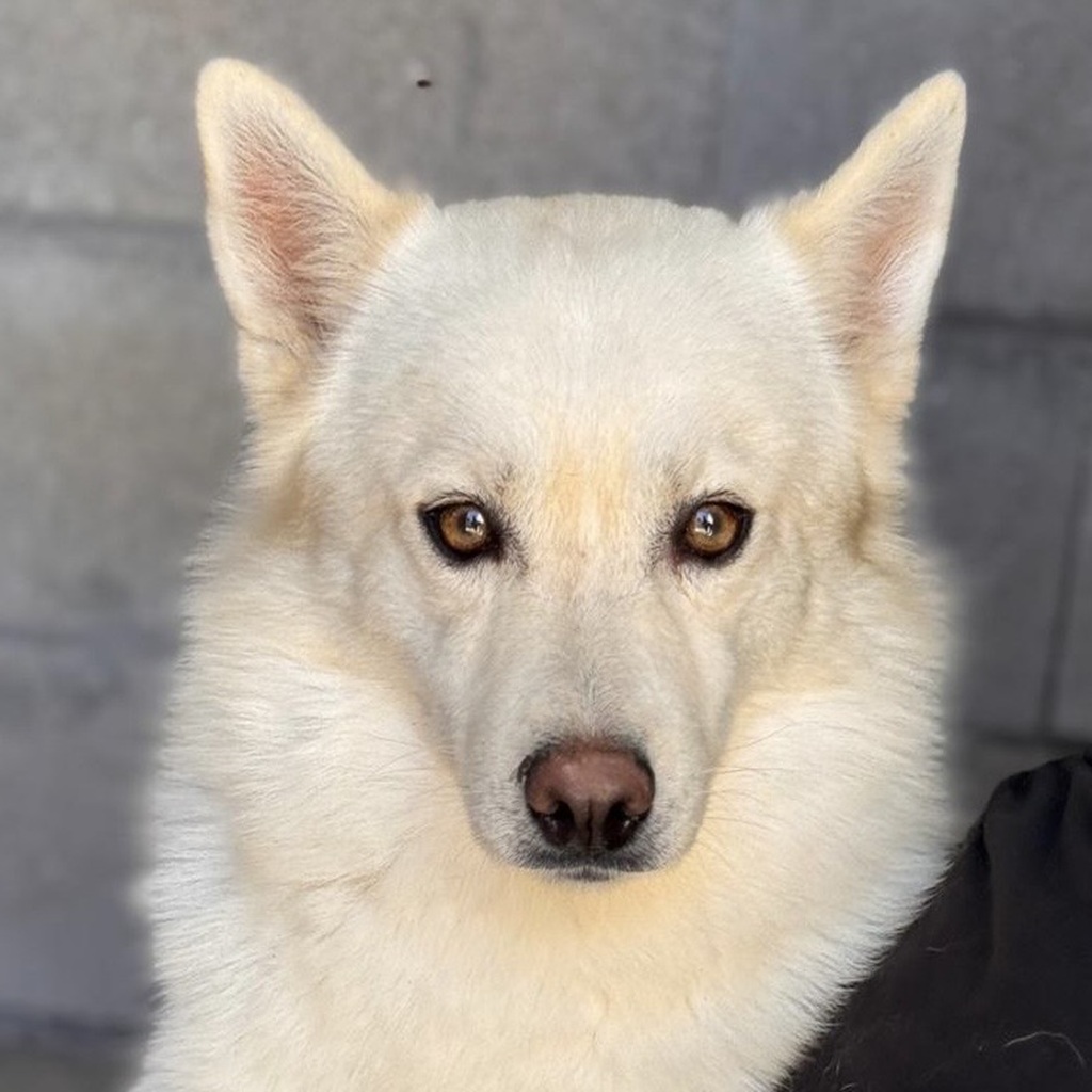 Pomsky Bolt sucht ein Zuhause - SALVA Hundehilfe e.V.