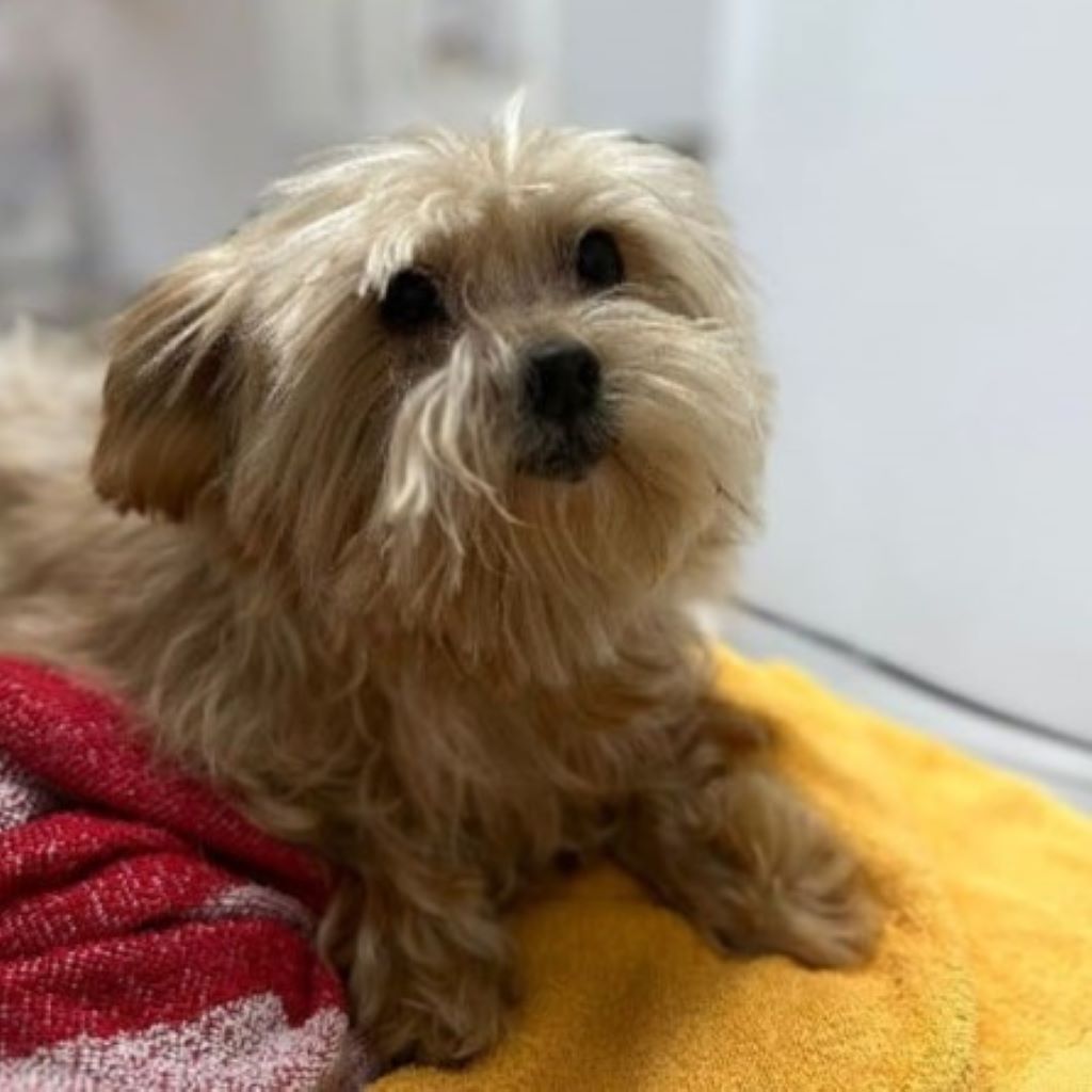 Yorkhire Terrier Mischling Chispa hat endlich ein Zuhause - SALVA ...