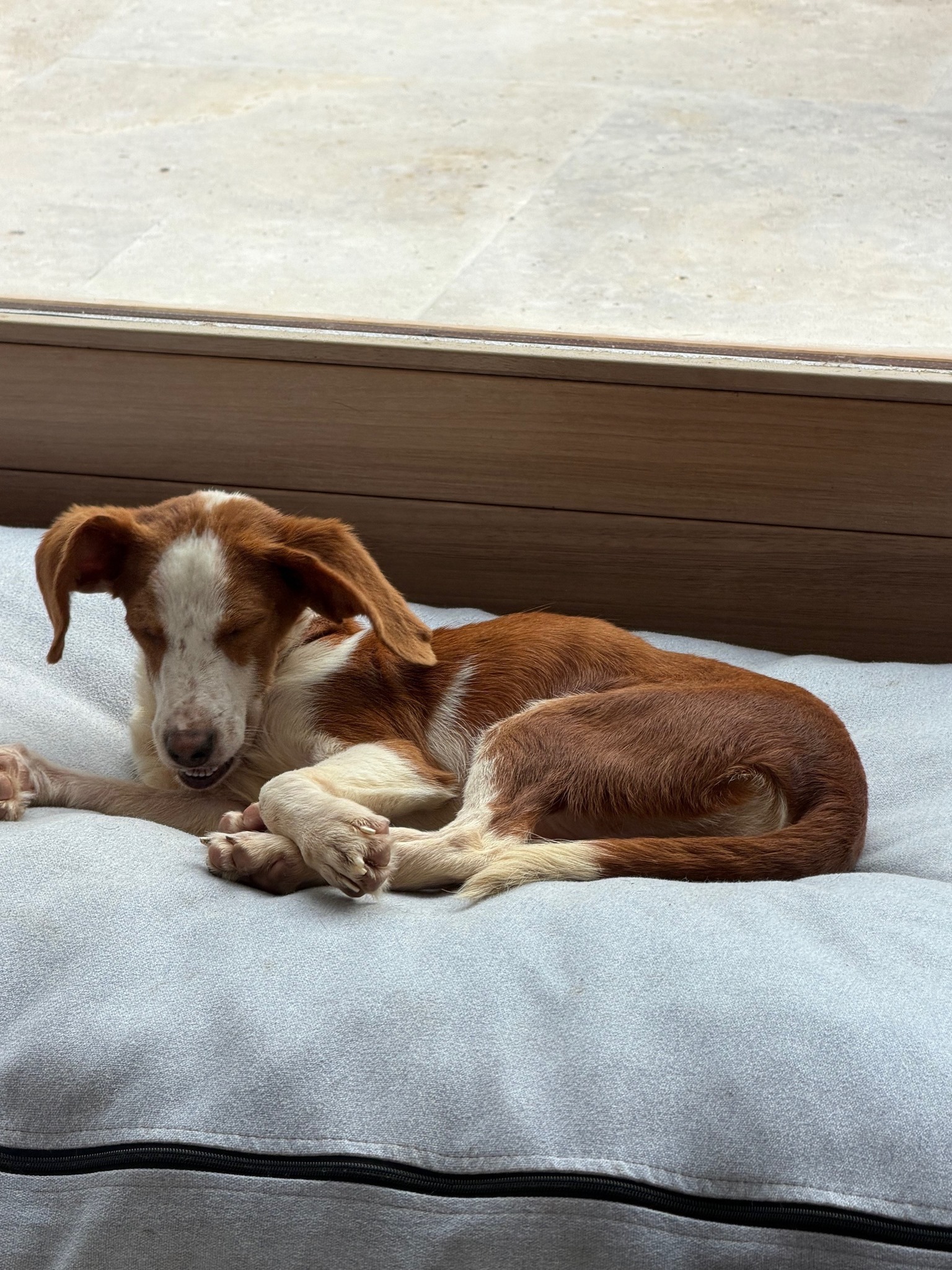 Podenco Mischling Daisy sucht ein Zuhause - SALVA Hundehilfe e.V.