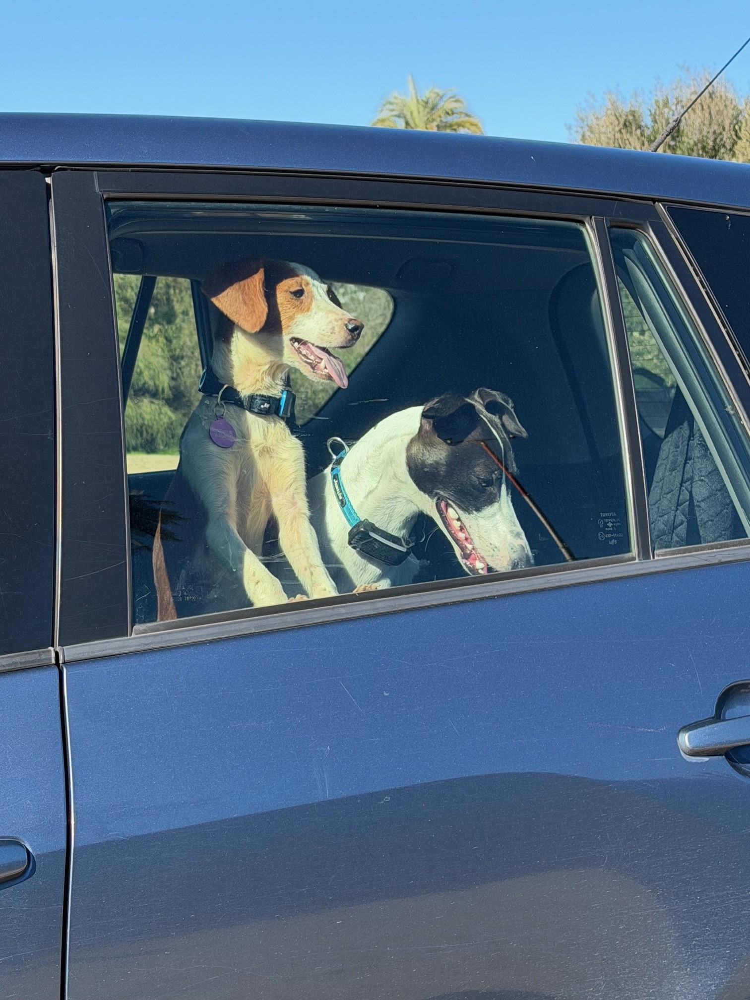 Podenco Mischling Daisy sucht ein Zuhause - SALVA Hundehilfe e.V.