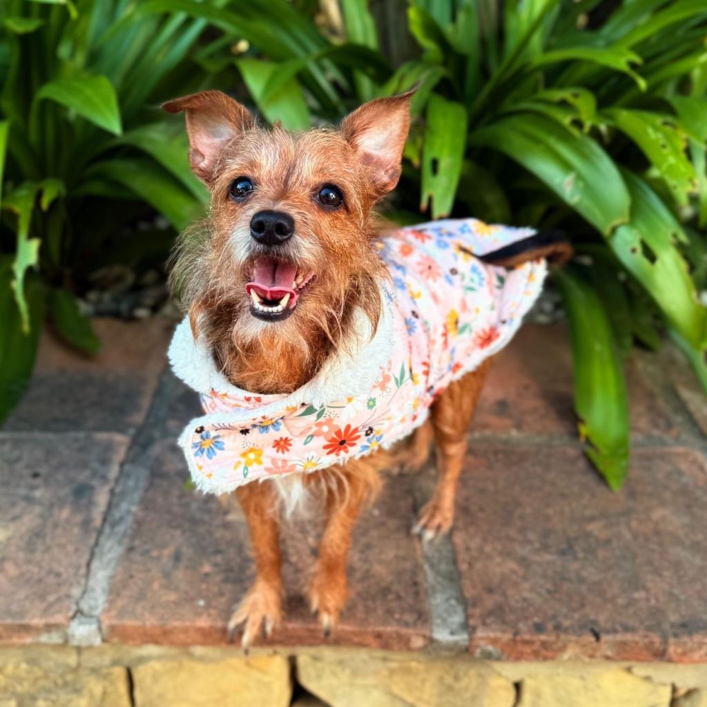 Terrier Mischling Alice sucht ein Zuhause - SALVA Hundehilfe e.V.
