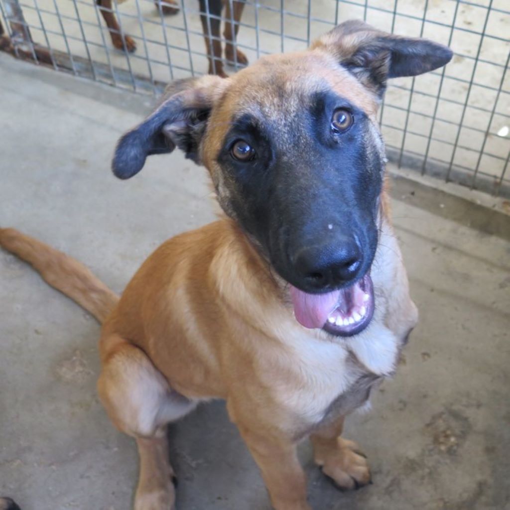 Malinois Mischling Buzz sucht ein Zuhause - SALVA Hundehilfe e.V.