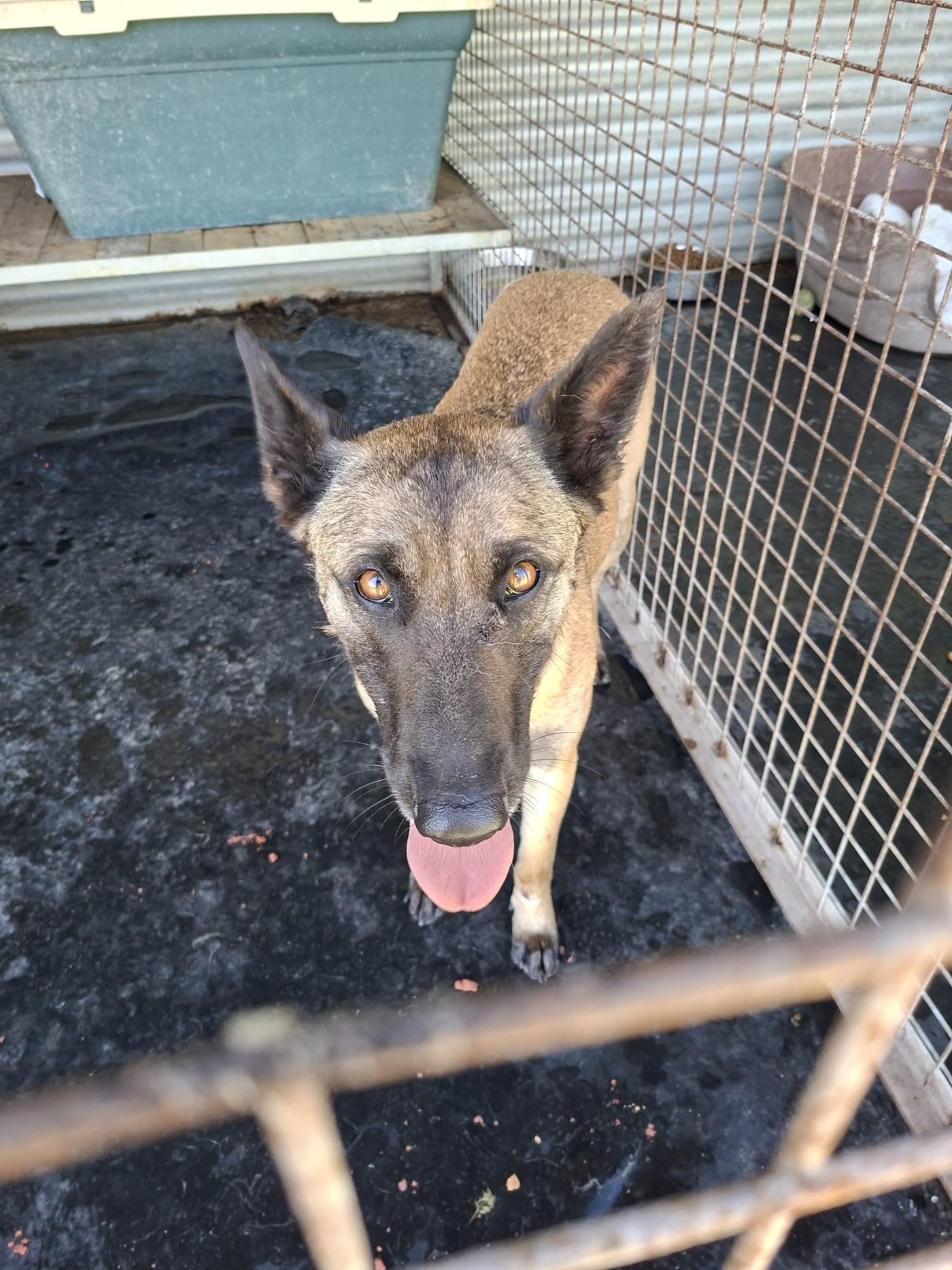 Malinois Mischling Galleta sucht ein Zuhause - SALVA Hundehilfe e.V.