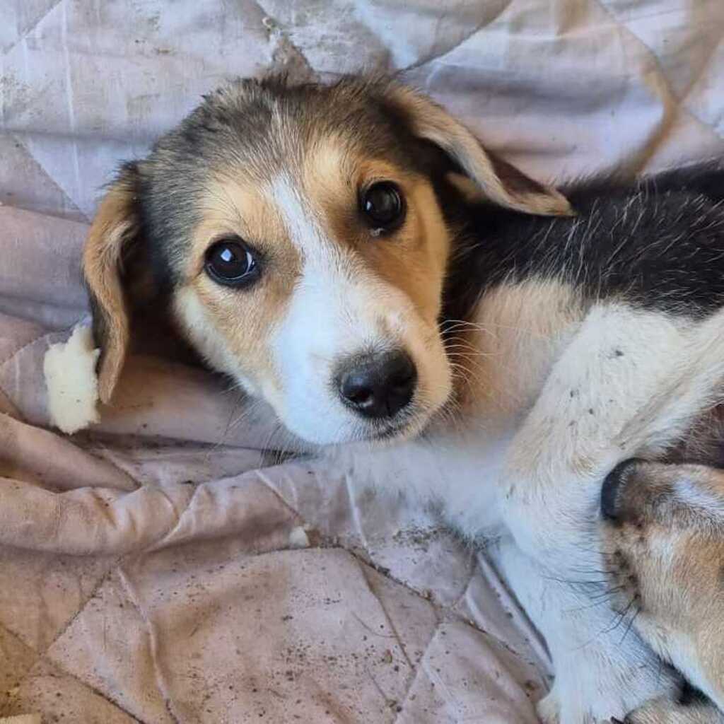 Mischling Pola: Verspielt und Neugierig- SALVA Hundehilfe e.V.