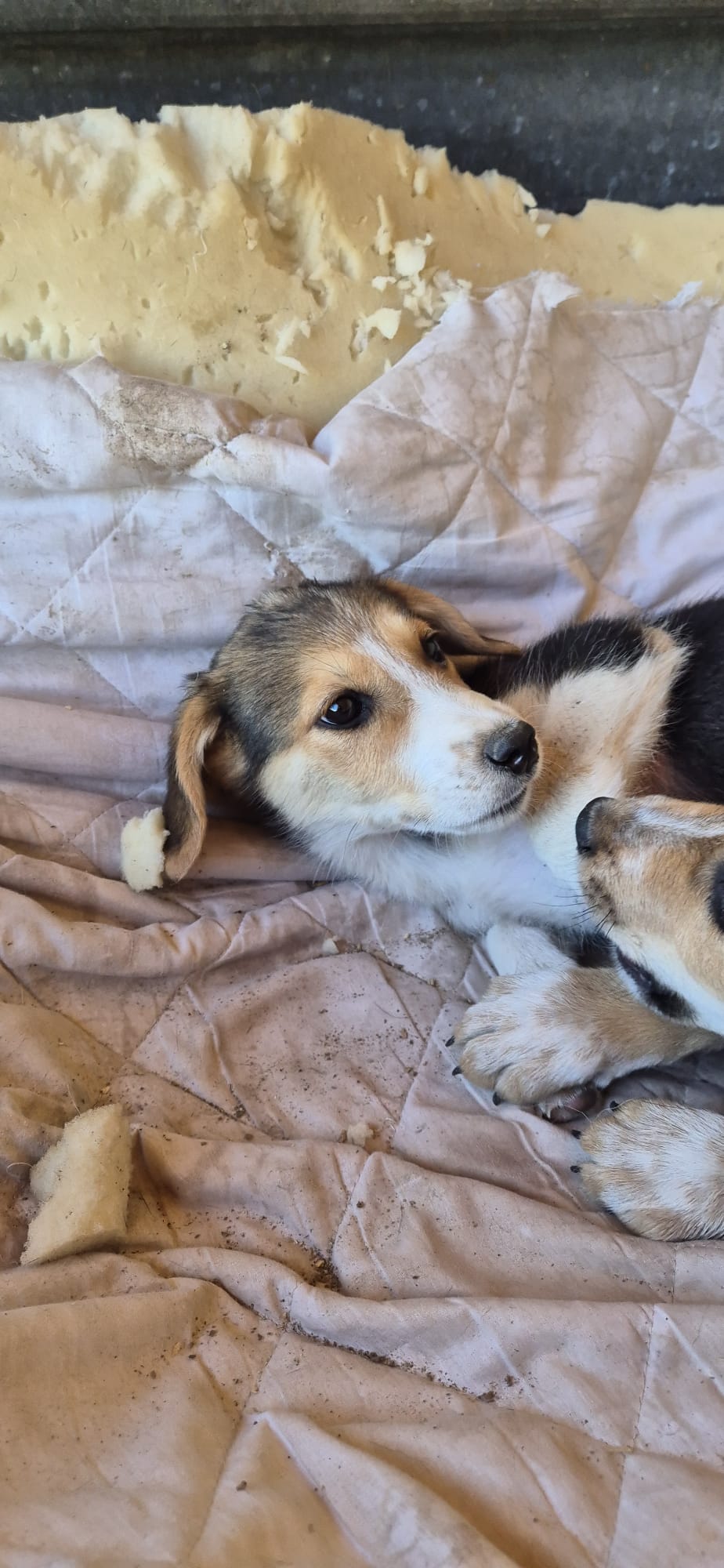 Mischling Pola: Verspielt und Neugierig- SALVA Hundehilfe e.V.
