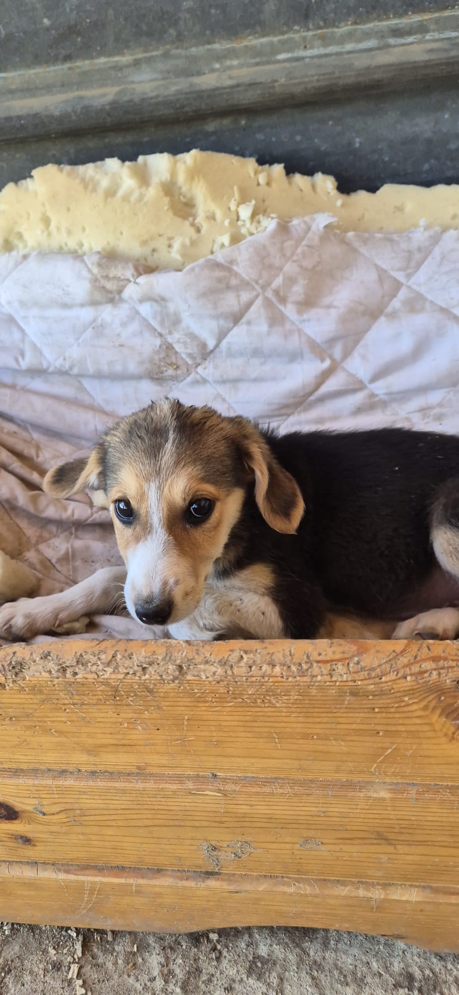 Mischling Pola: Verspielt und Neugierig- SALVA Hundehilfe e.V.