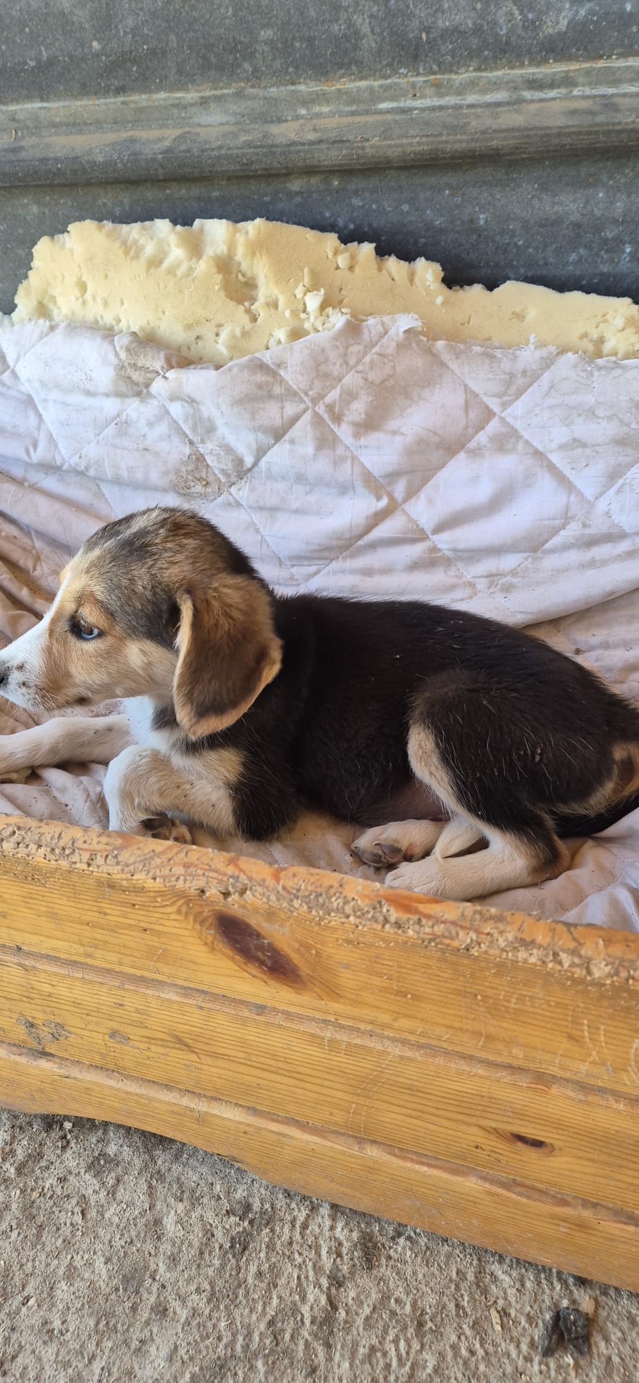 Mischling Pola: Verspielt und Neugierig- SALVA Hundehilfe e.V.